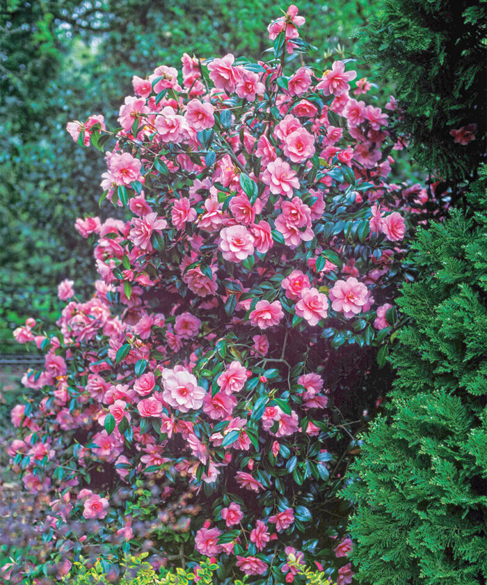 Exciting Broadleaf Evergreens - Fine Gardening