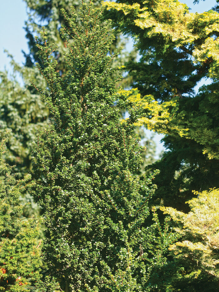 Exciting Broadleaf Evergreens - Fine Gardening