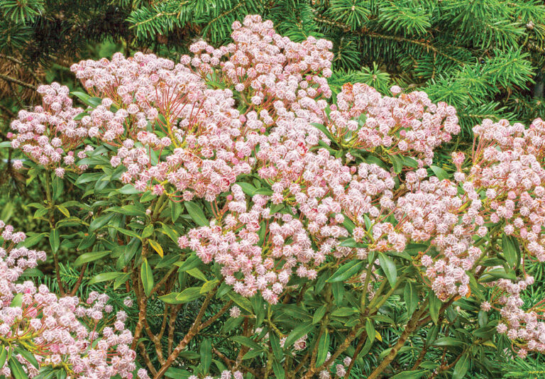 Exciting Broadleaf Evergreens - Fine Gardening