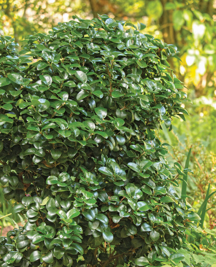 Exciting Broadleaf Evergreens - Fine Gardening