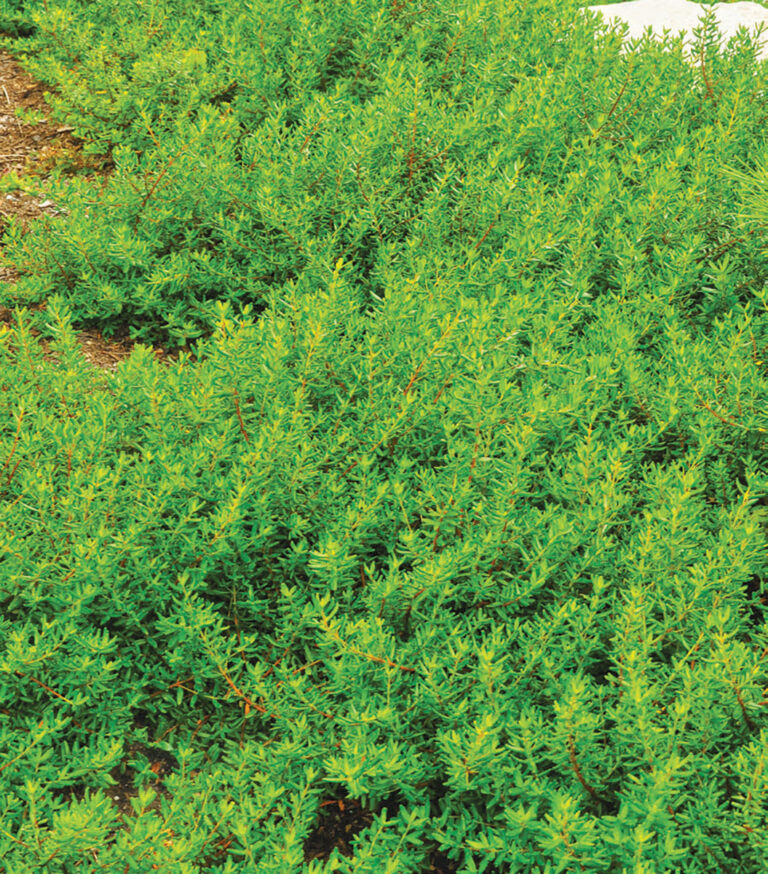 Exciting Broadleaf Evergreens - Fine Gardening