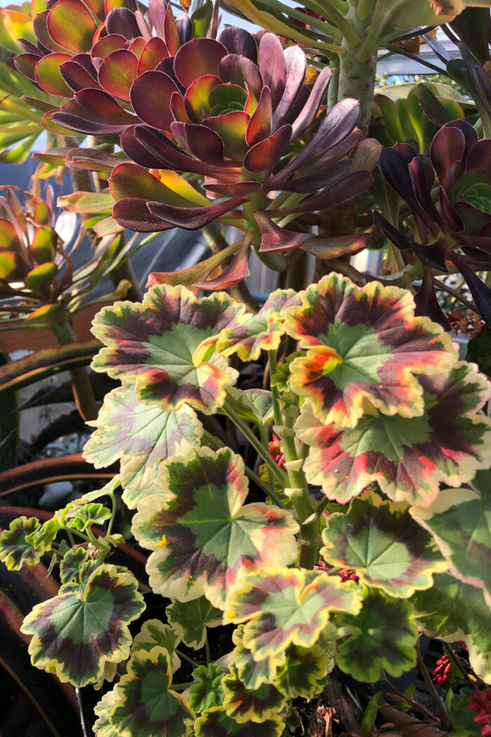 Episode 86: Favorite Container Plants - Fine Gardening