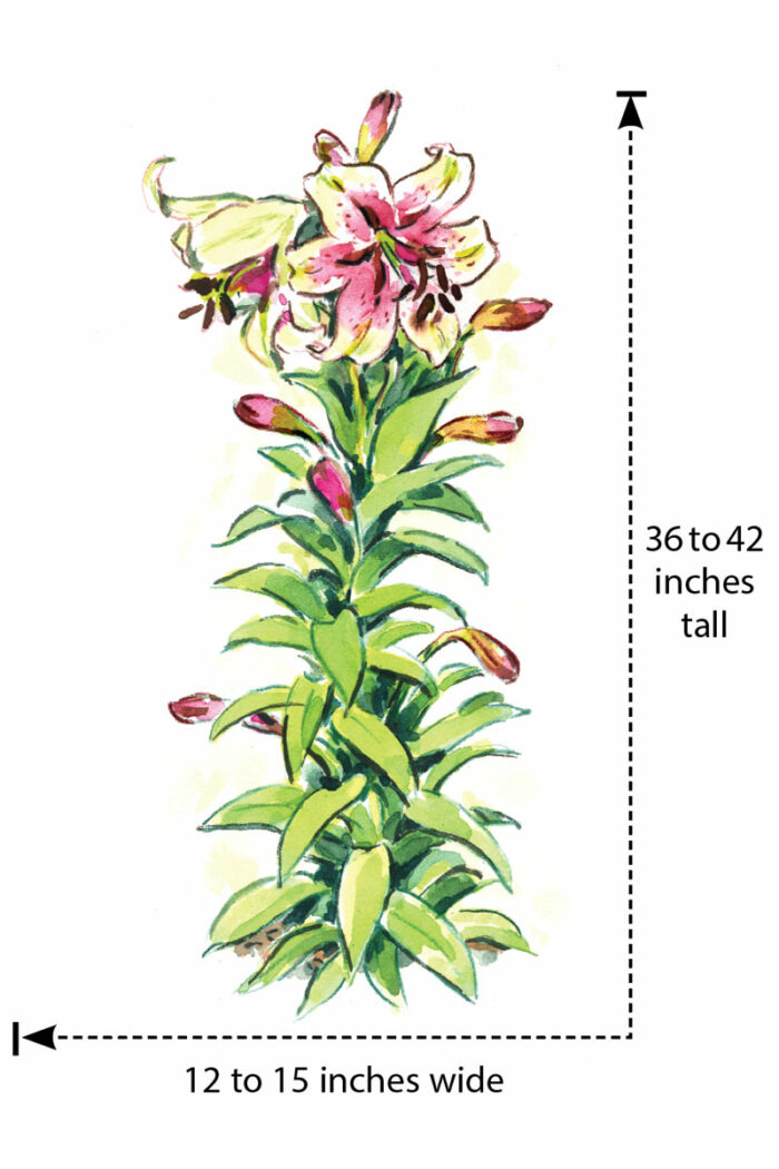 This Lily Has Colorful Summer Blooms Full of Fragrance - Fine Gardening