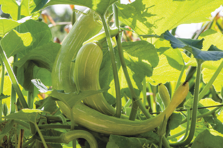 10 Tasty Zucchini Varieties for Your Vegetable Garden - Fine Gardening
