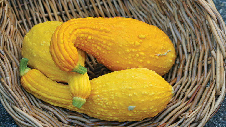 10 Tasty Zucchini Varieties for Your Vegetable Garden - Fine Gardening