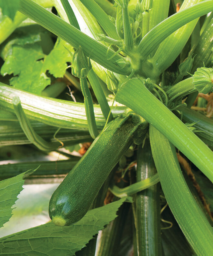 10 Tasty Zucchini Varieties for Your Vegetable Garden - Fine Gardening