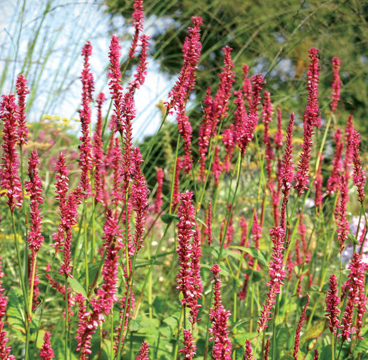 Persicarias Deserve Your Love—Trial Results - Fine Gardening