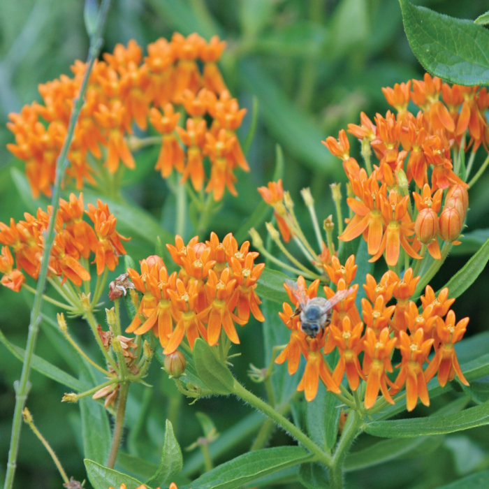 Grow Native Milkweeds to Bring Pollinators to Your Garden - Fine Gardening