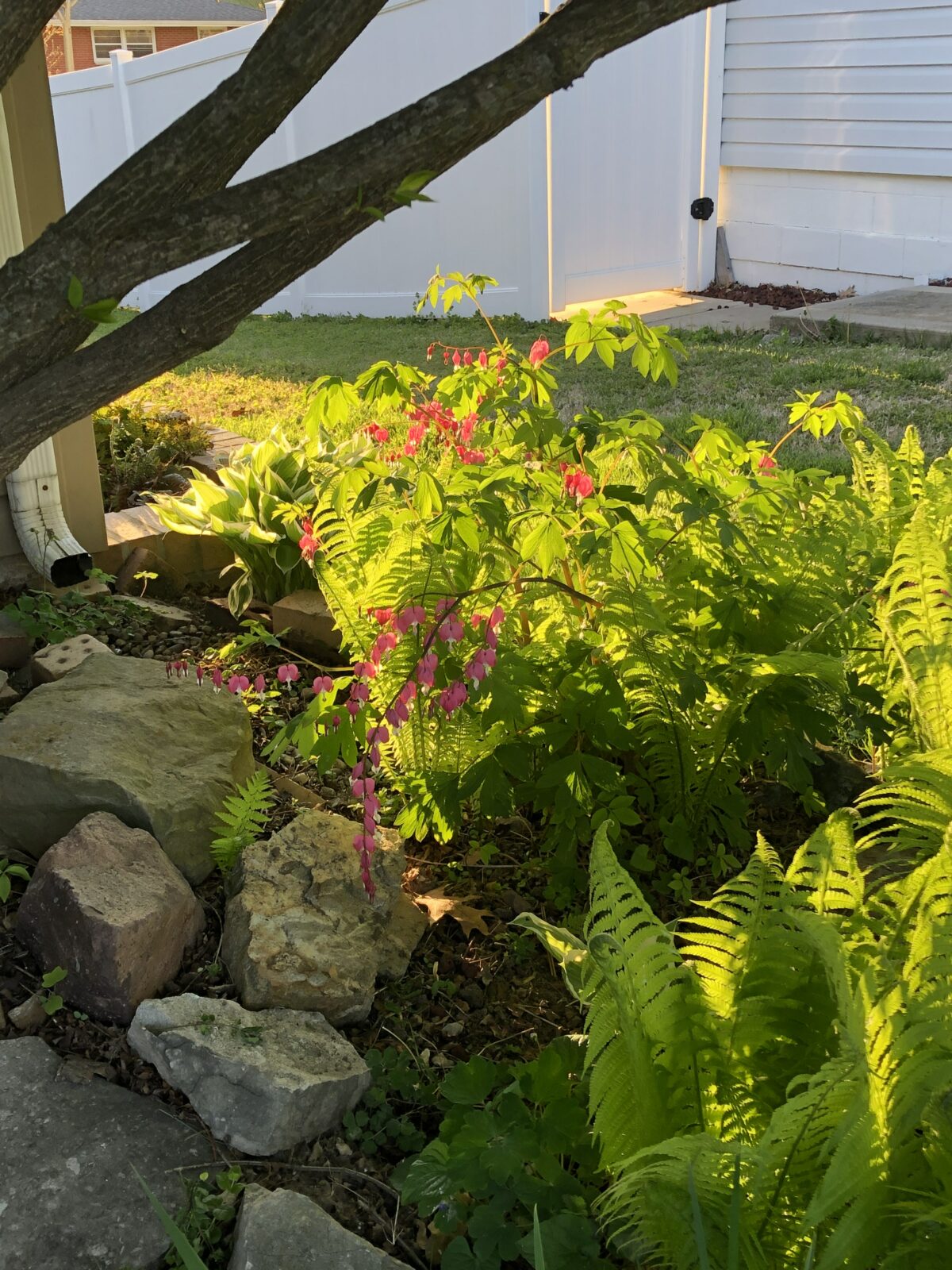Beauty in a Midwest Garden - Fine Gardening