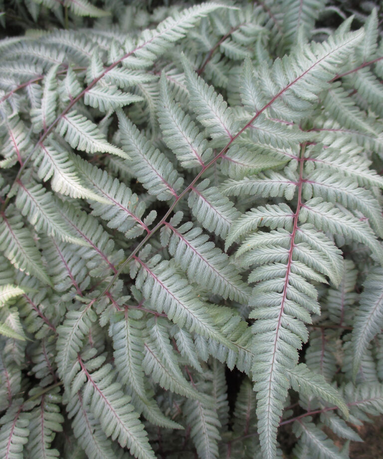 Silver Foliage for the Midwest - Fine Gardening