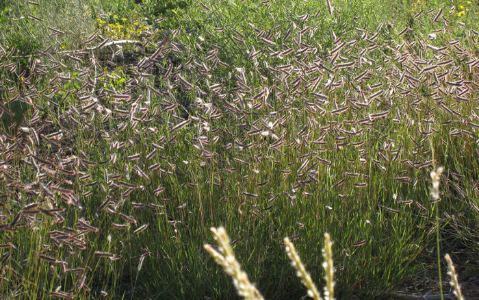 Lawn Alternatives for the Mountain West - Fine Gardening