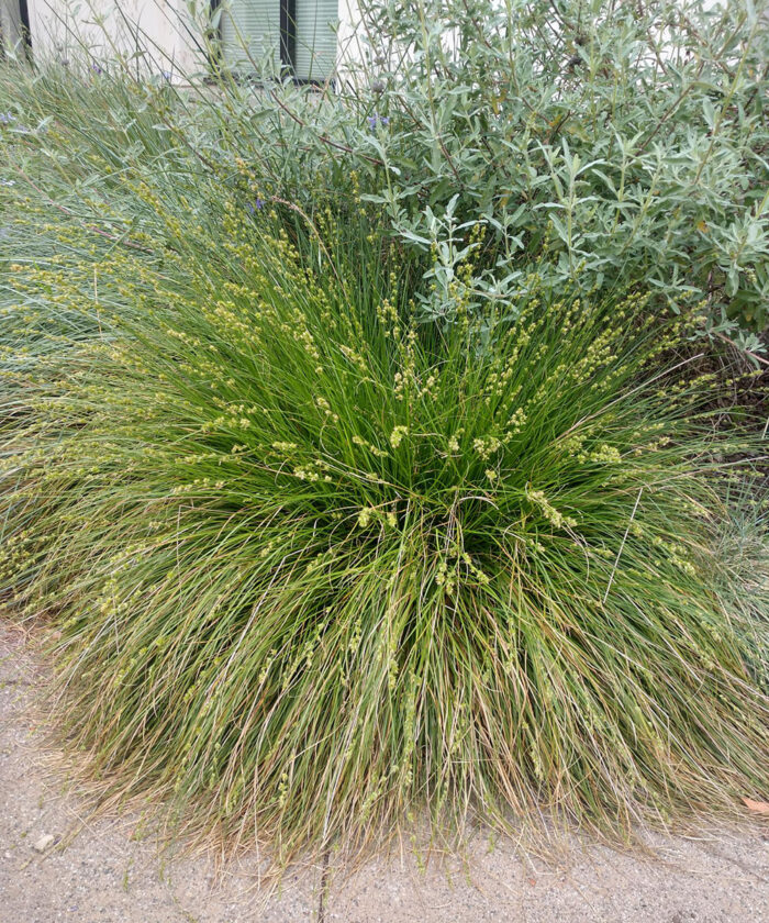 Native Grasses for Southern California - Fine Gardening