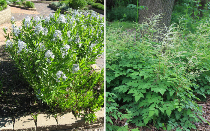Shrubby Perennials with Flower Power for the Northern Plains - Fine ...