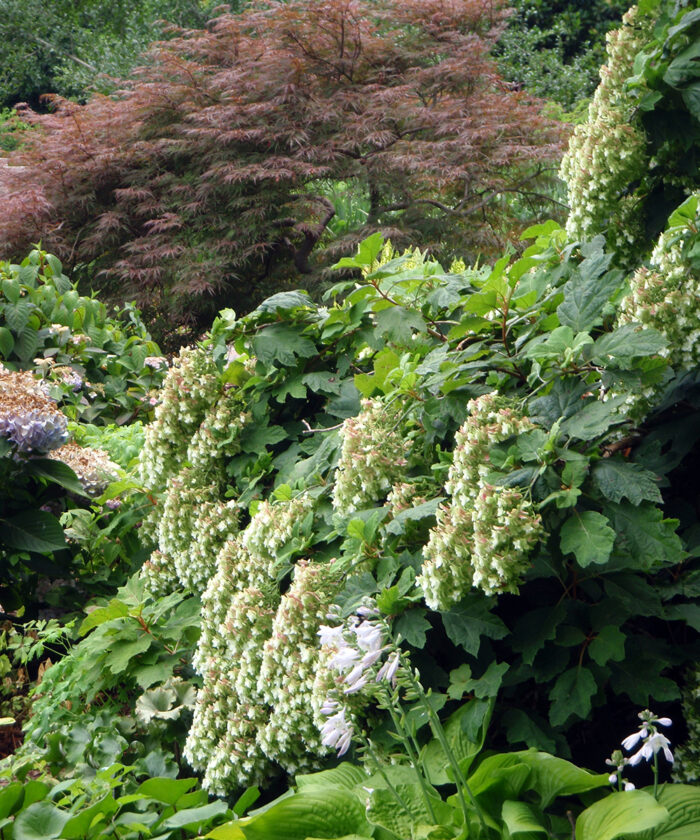 Native to Know: Indian Pink - Fine Gardening