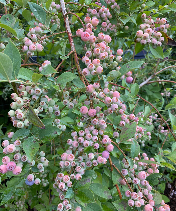 Tips for Healthy, Happy Blueberries in the South - Fine Gardening