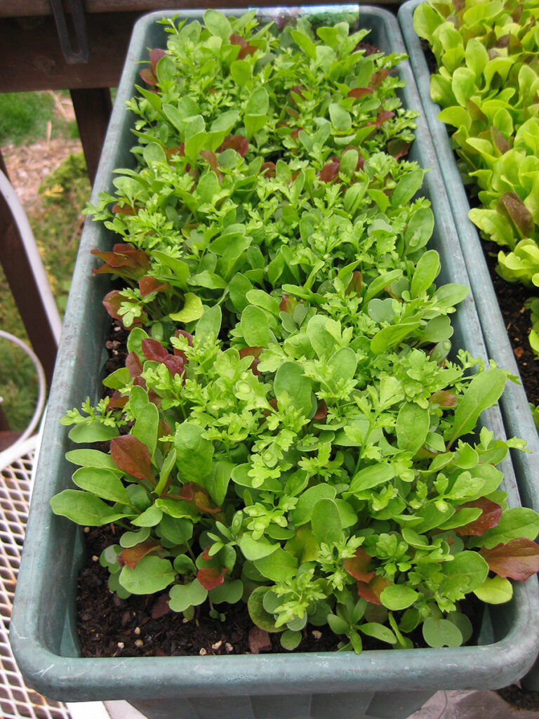 Growing Lettuce Through Spring, Summer, and Fall in the Midwest - Fine ...