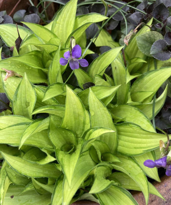 Success With Hostas in the South - Fine Gardening