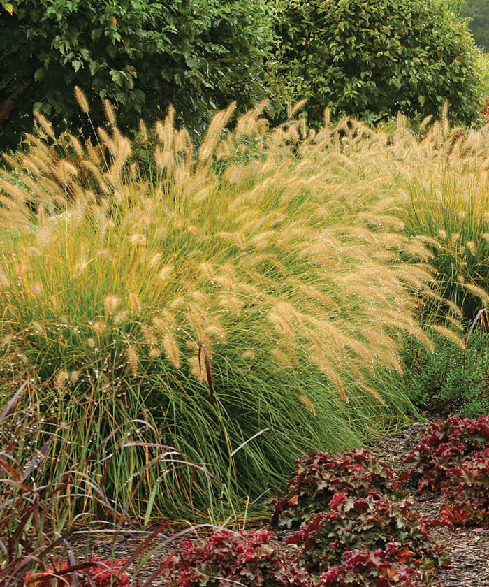 Essential Plants for the Fall Garden - Fine Gardening