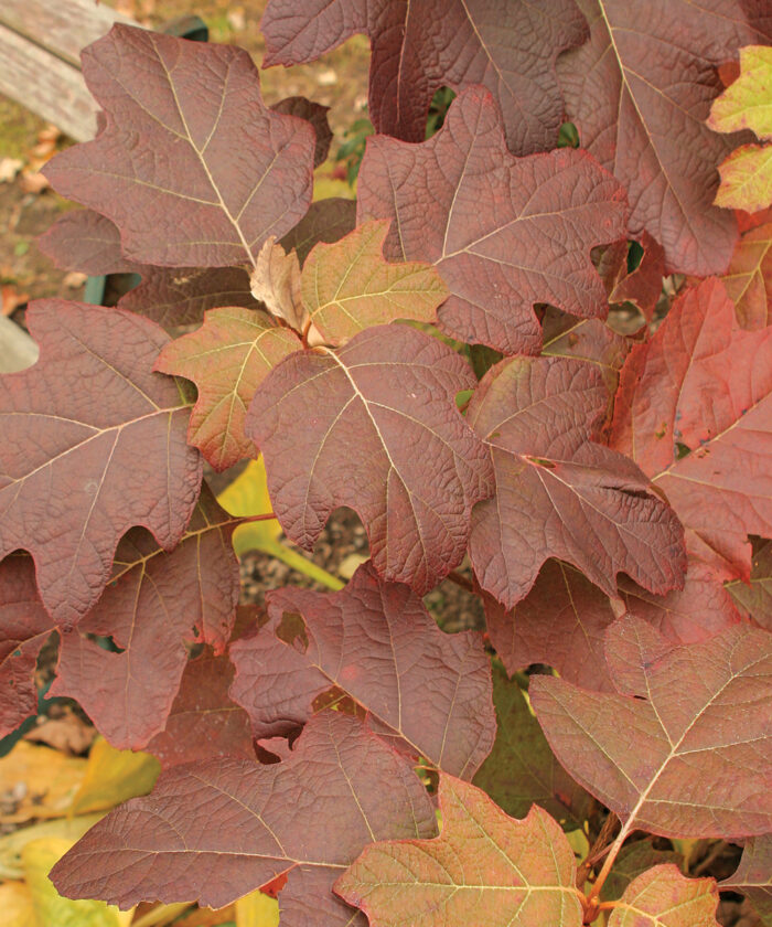 Essential Plants for the Fall Garden - Fine Gardening