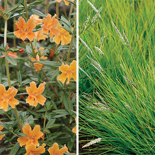 Perennial Hole Fillers for Your Region - Fine Gardening