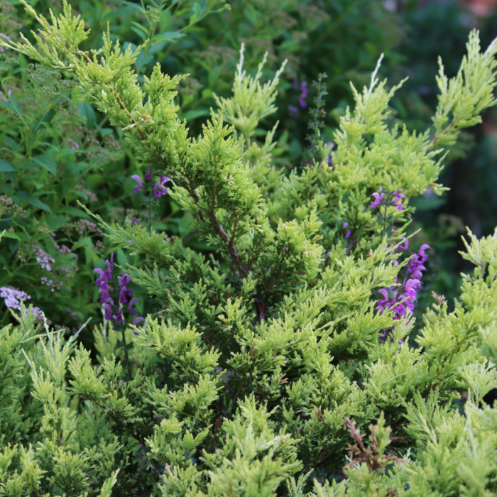 Episode 90: Favorite Workhorses - Fine Gardening