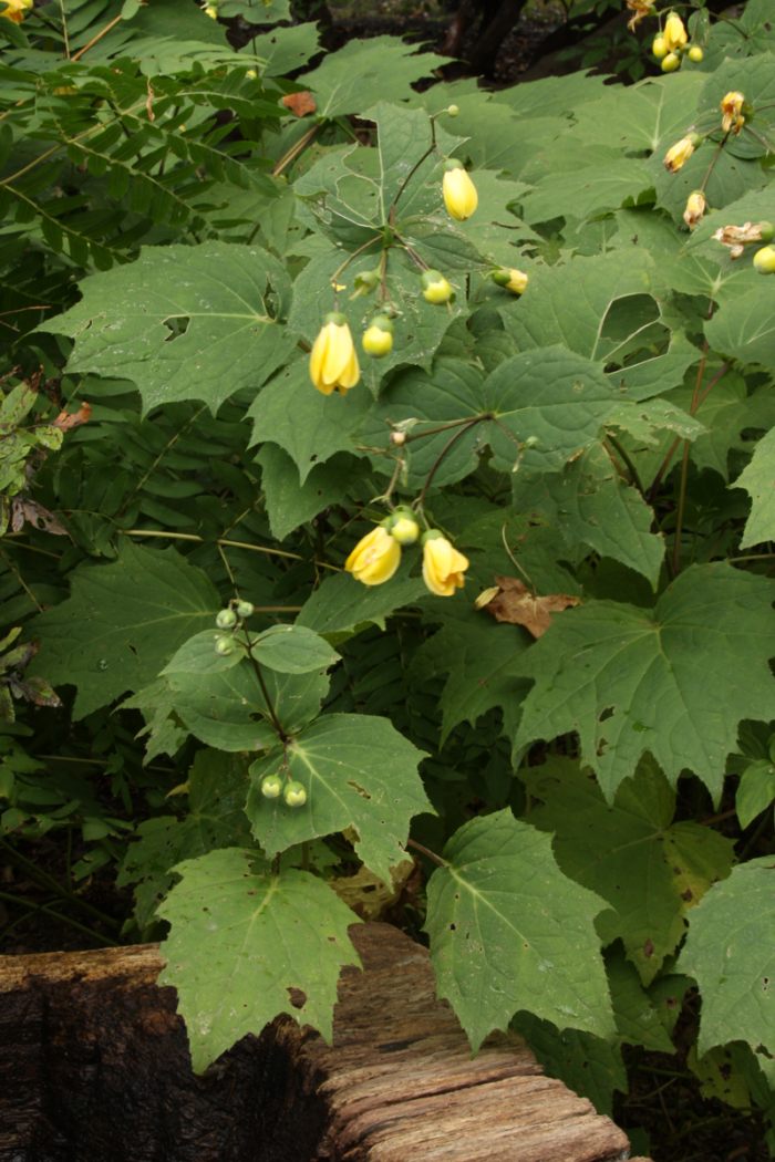 Episode 90: Favorite Workhorses - Fine Gardening