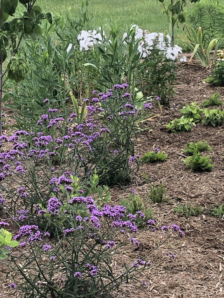 Alex's New Garden - Fine Gardening