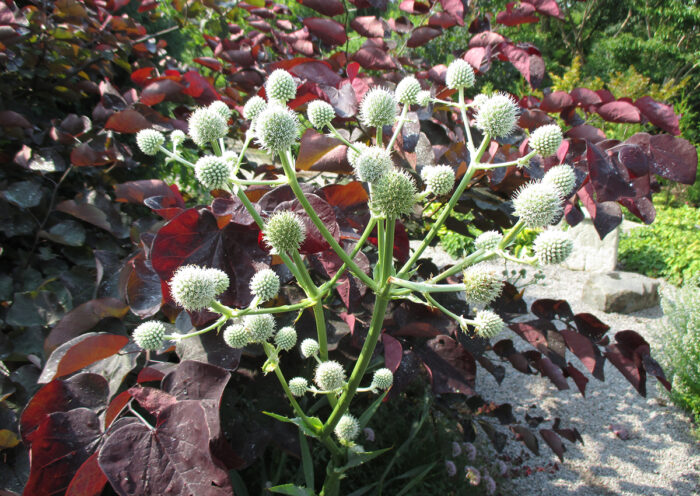 Gorgeous Globe-Shaped Flowers for the Midwest - Fine Gardening