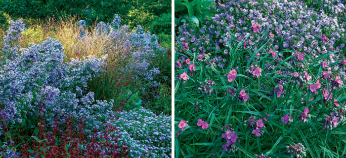 Native Plants with Show-Stopping Autumn Color - Fine Gardening