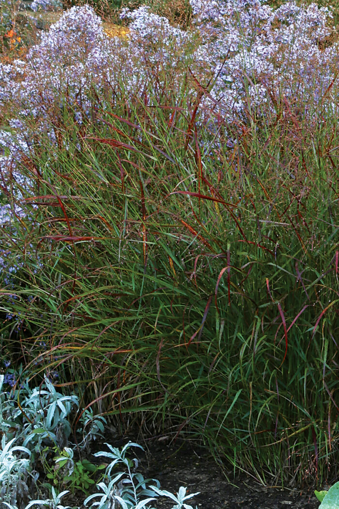 Native Plants with Show-Stopping Autumn Color - Fine Gardening