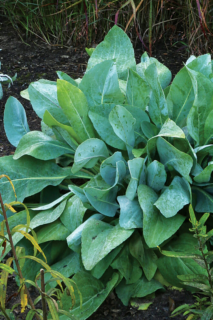 Native Plants with Show-Stopping Autumn Color - Fine Gardening