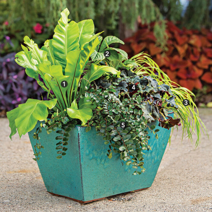 Tropical Inspiration for Shade Containers - Fine Gardening