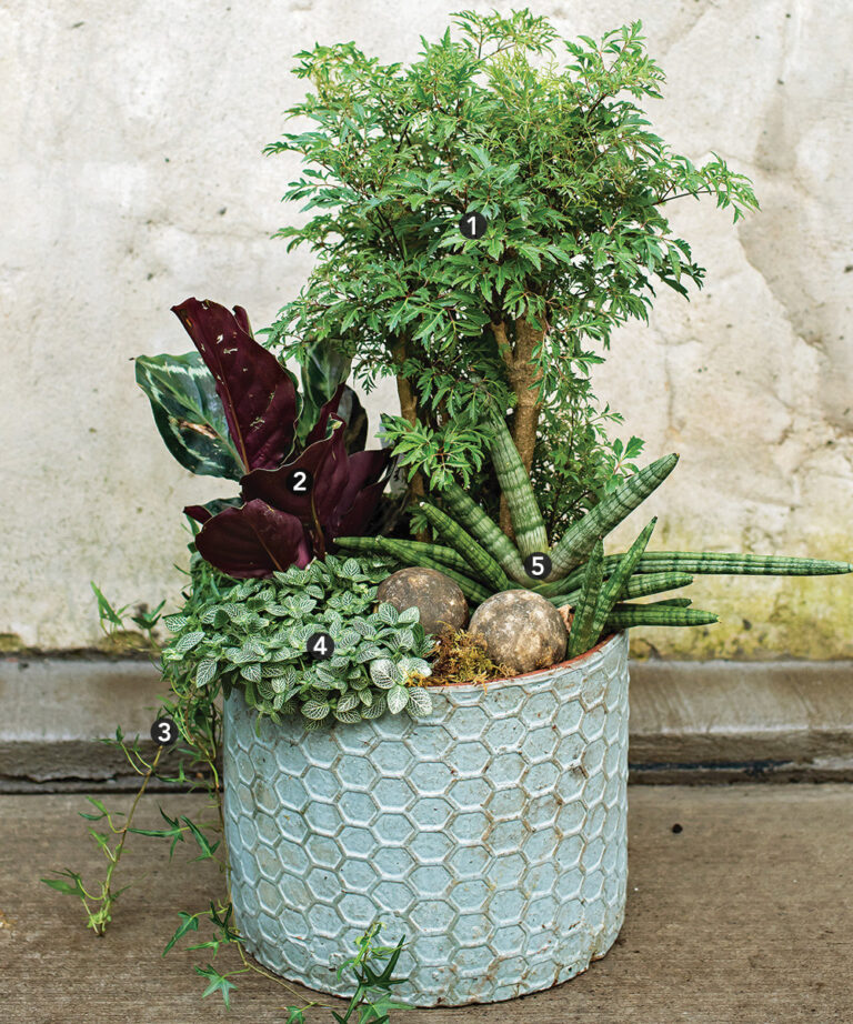 Tropical Inspiration for Shade Containers - Fine Gardening