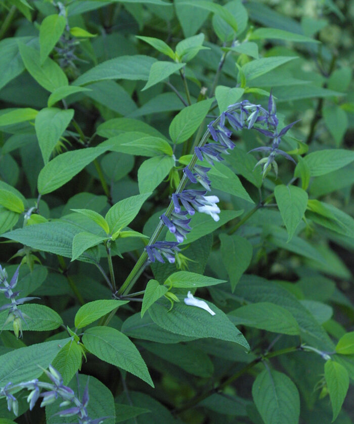 Spectacular Salvias for the South - Fine Gardening