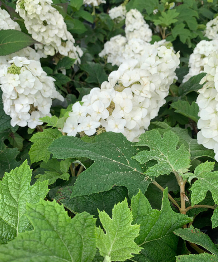 Smooth and Oakleaf Hydrangeas for the Mid-Atlantic - Fine Gardening