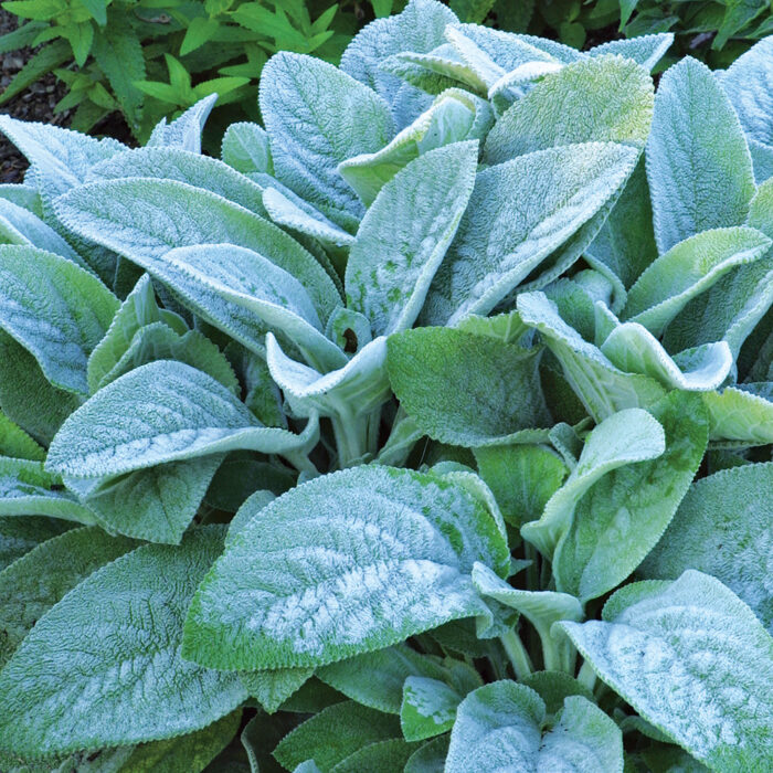 Plants for a Matrix-Style Garden - Fine Gardening