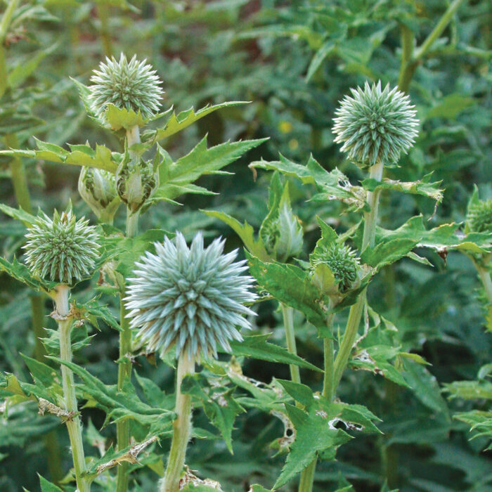 Plants for a Matrix-Style Garden - Fine Gardening