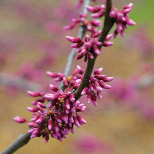 Plants for a Layered-Style Garden - Fine Gardening