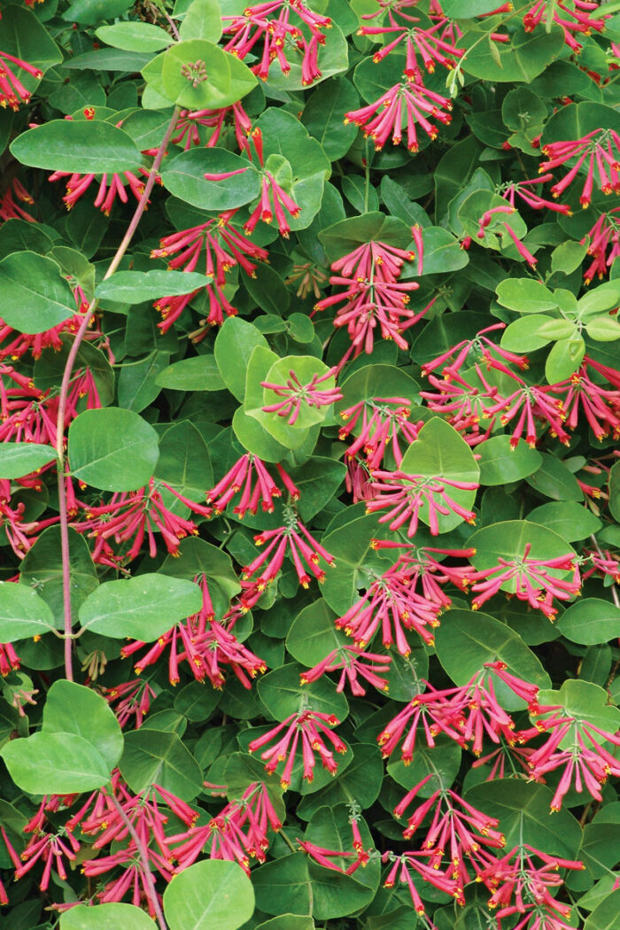 Native Plants for the Birds - Fine Gardening