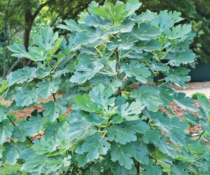 How to Grow Figs, Even in Colder Climates - Fine Gardening