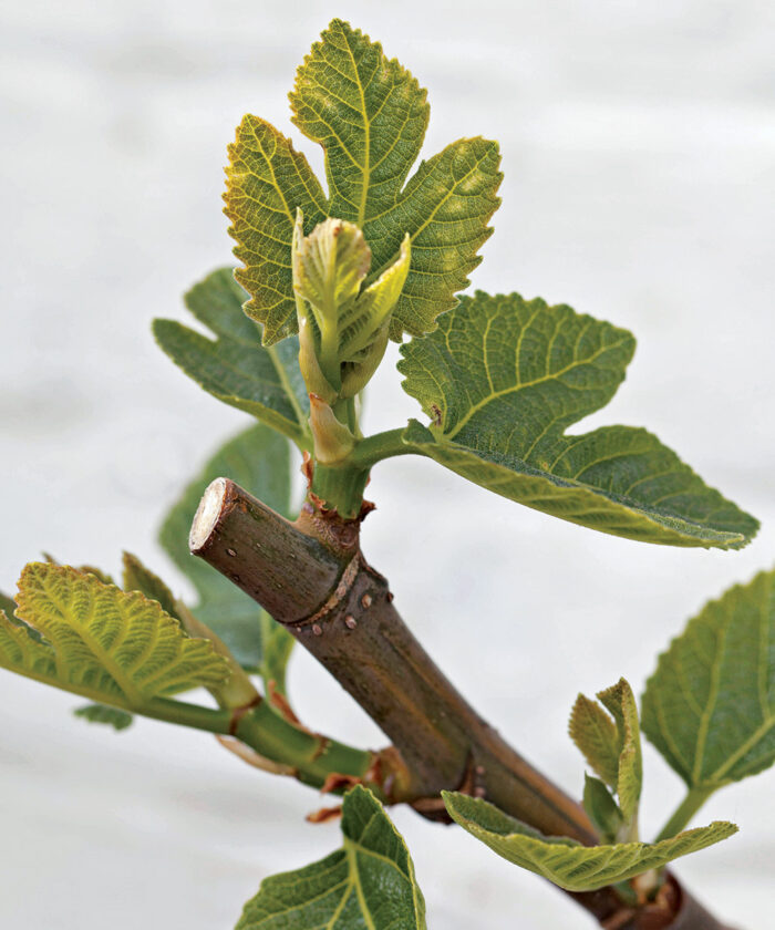 How to Grow Figs, Even in Colder Climates - Fine Gardening