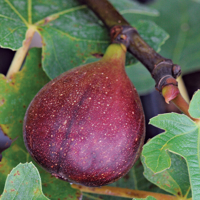 Want to Grow Figs? Try One of These Varieties - Fine Gardening
