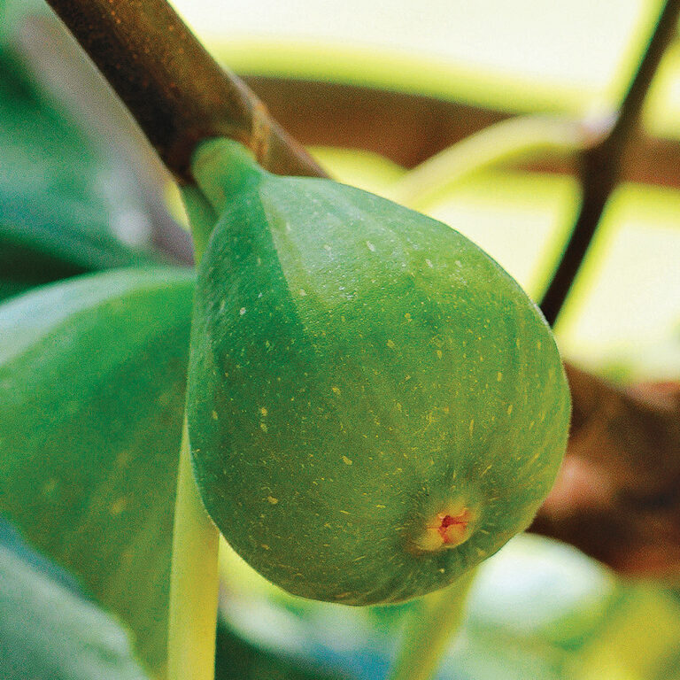 Want to Grow Figs? Try One of These Varieties - Fine Gardening