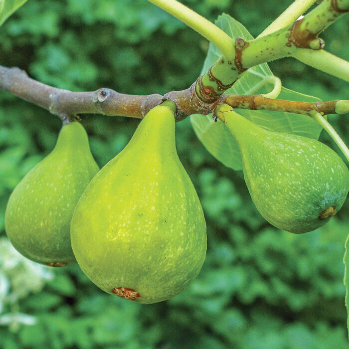 Want to Grow Figs? Try One of These Varieties - Fine Gardening