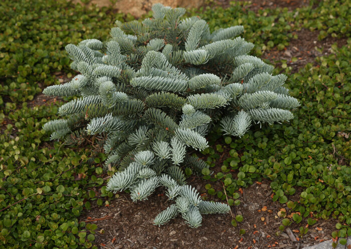 Crevice Gardening in the Northern Plains - Fine Gardening