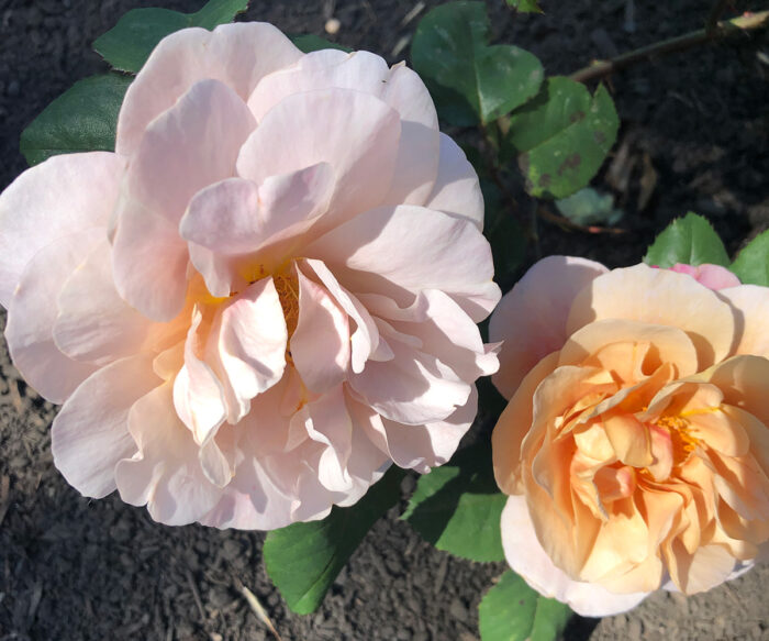 Extraordinary Roses for the Northwest - Fine Gardening