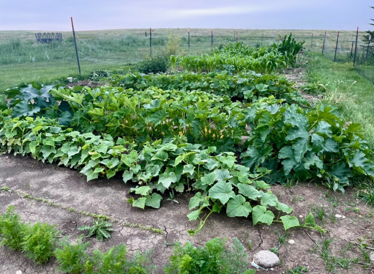 Gardening in North Dakota - Fine Gardening