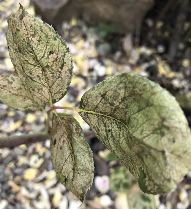 Pest Control for Northern California: Rose Slugs - Fine Gardening