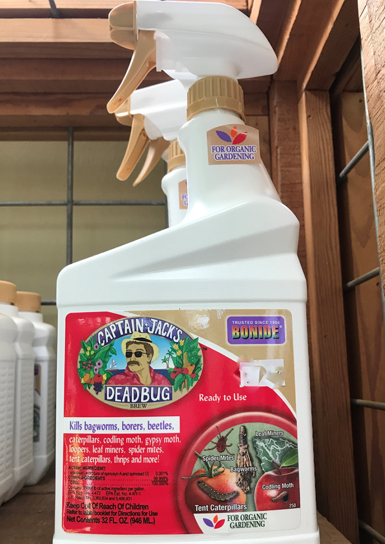 Pest Control for Northern California: Rose Slugs - Fine Gardening