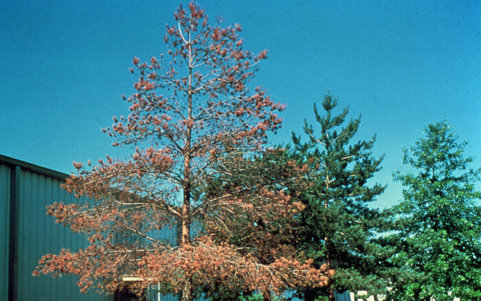 Pest Control for the Southern Plains: Pine Wilt Disease - Fine Gardening